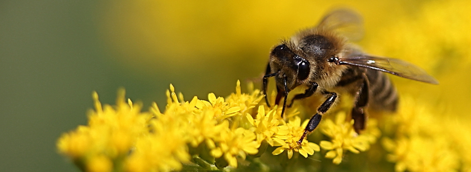 Die Sinne der Bienen – Bienen und mehr