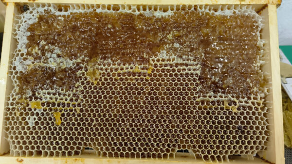 Melezitosehonig – Bienen und mehr